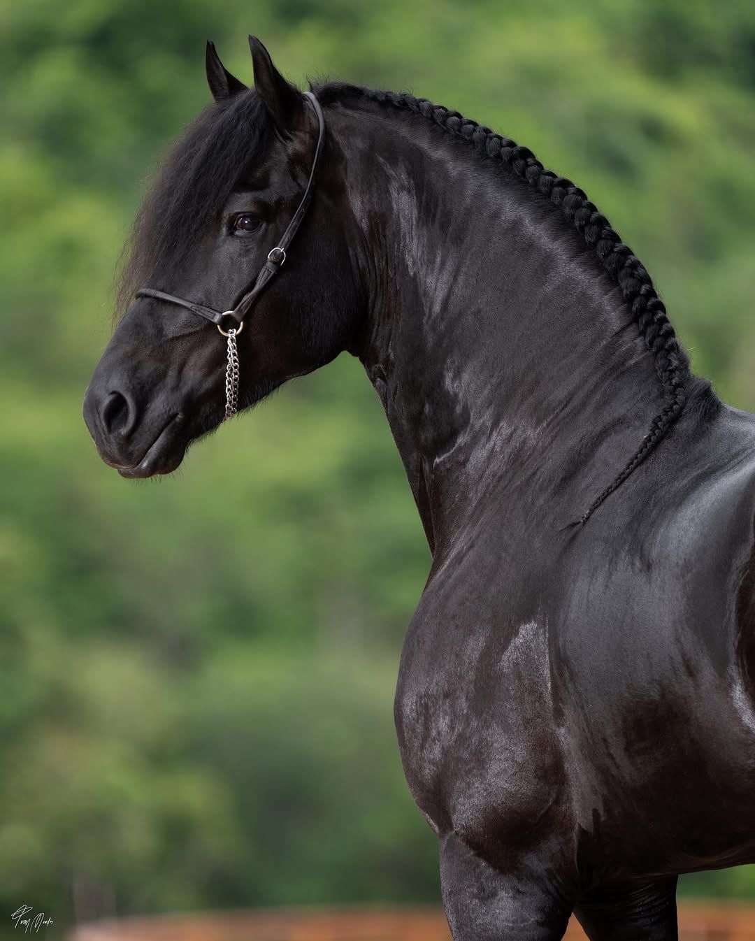 Portal Vaquejada - Gusttavo Lima, colocará à venda 50% de seu renomado ...